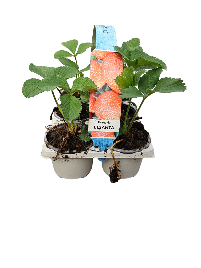 Aardbeien Fragaria x Ananassa Elsanta 6-pack - DeOosteindeOnline.nl