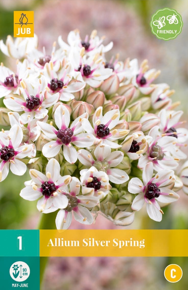Allium silver spring 1 bol - DeOosteindeOnline.nl
