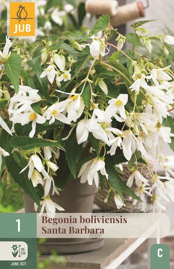 Begonia boliviensis Santa Barbara - DeOosteindeOnline.nl