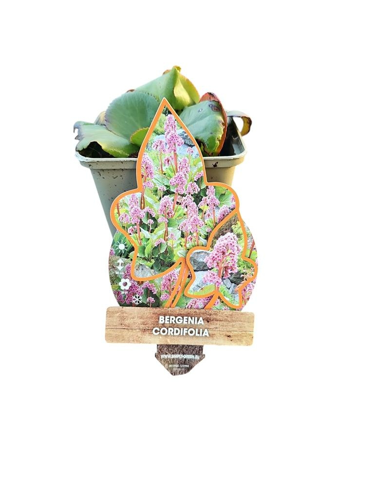 Bergenia cordifolia - schoenlappersplant - DeOosteindeOnline.nl