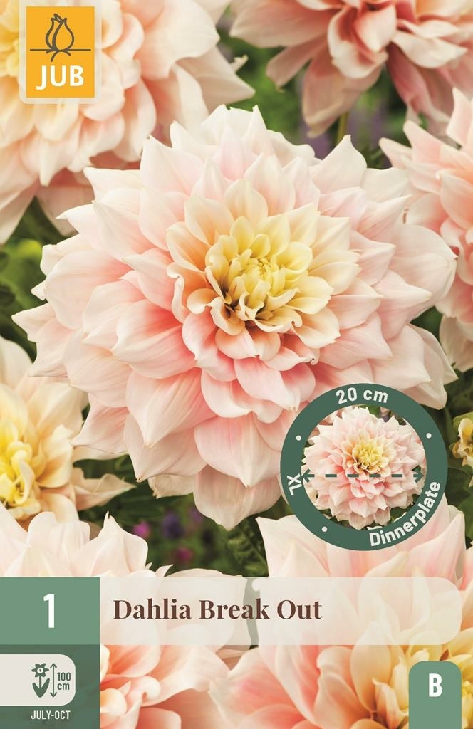 Dahlia Break out - DeOosteindeOnline.nl