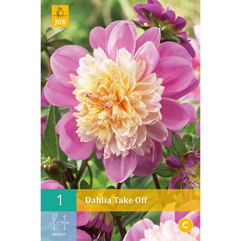 Dahlia Take off - DeOosteindeOnline.nl