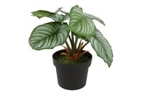 Decostar Calathea Orbifolia plant 31 cm groen - DeOosteindeOnline.nl