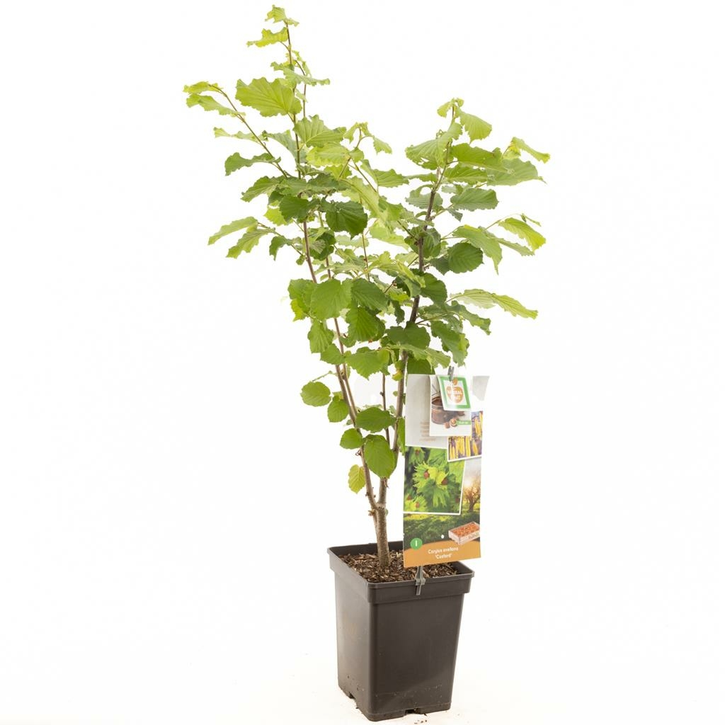 Hazelnoot Corylus avelana Cosford struik - DeOosteindeOnline.nl