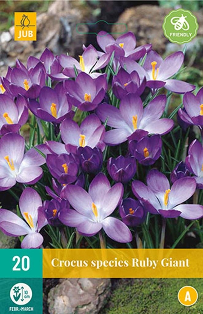 Krokus Ruby Giant 20 bollen - DeOosteindeOnline.nl