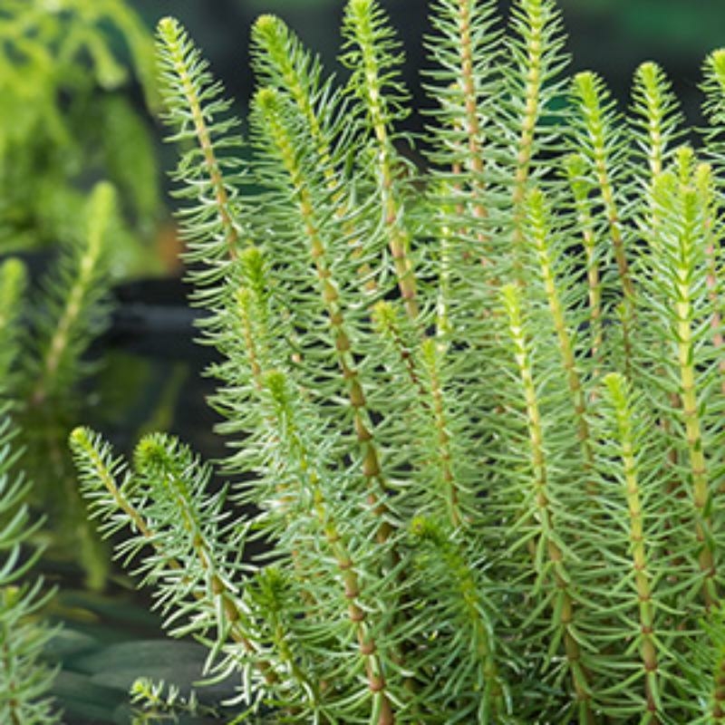 Moerings hippuris vulgaris - lidsteng - DeOosteindeOnline.nl