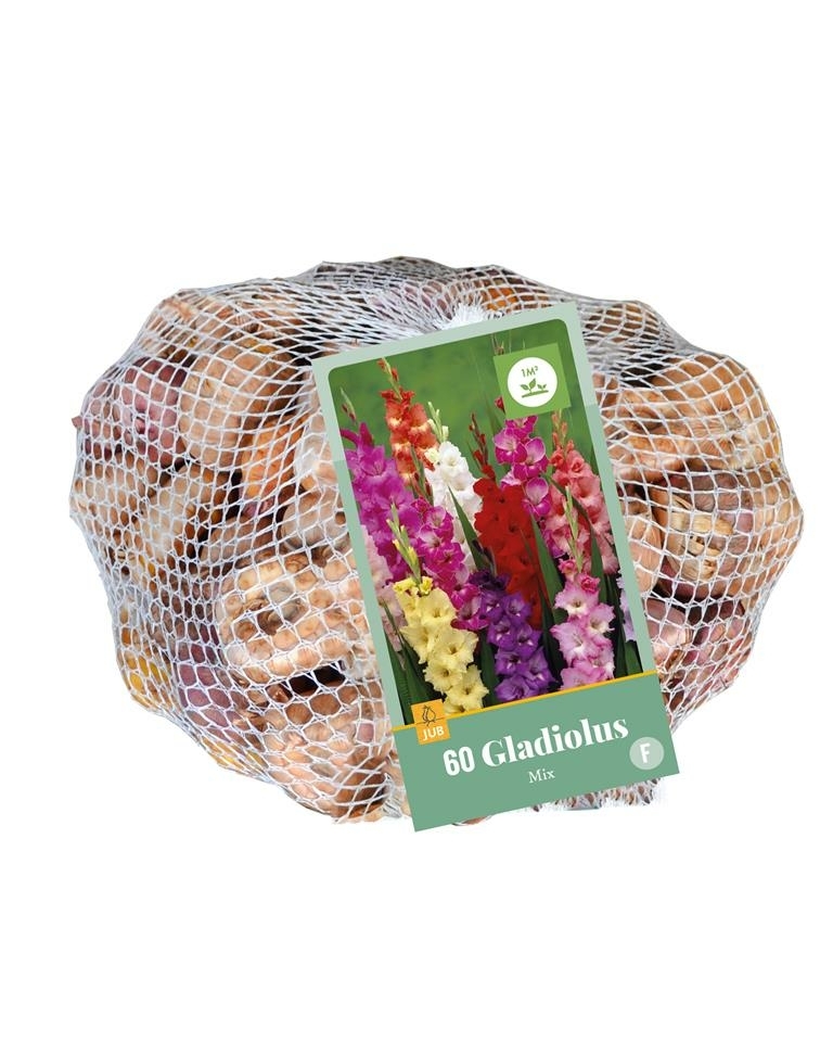 Gladiolen mix 60 bollen - DeOosteindeOnline.nl
