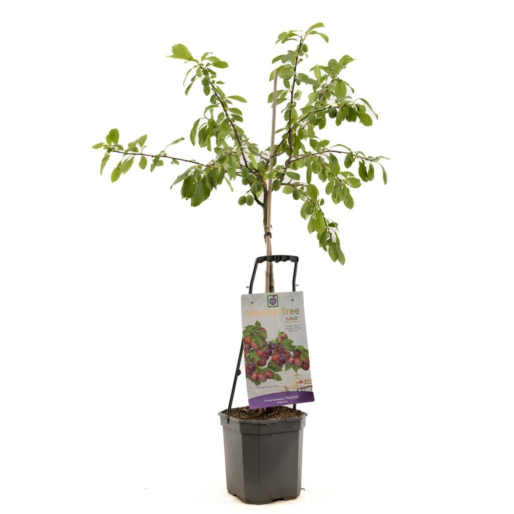 Pruimenboom Prunus dom Victoria wondertree - DeOosteindeOnline.nl