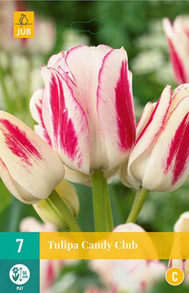 Tulp candy club 7 bollen - DeOosteindeOnline.nl