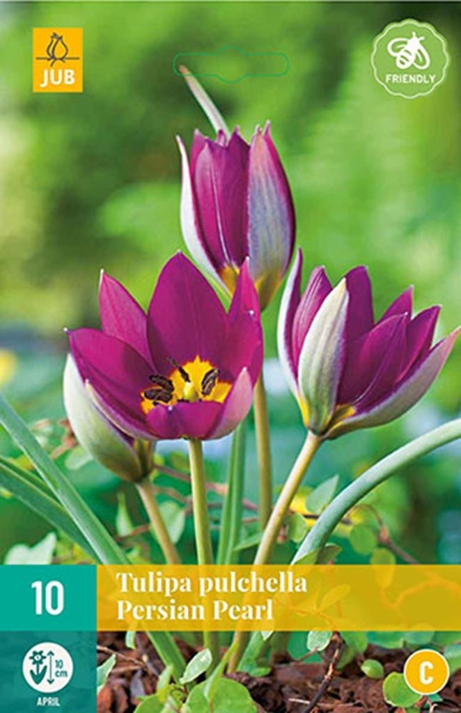 Tulp Pulchella Persian Pearl 10 bollen - DeOosteindeOnline.nl