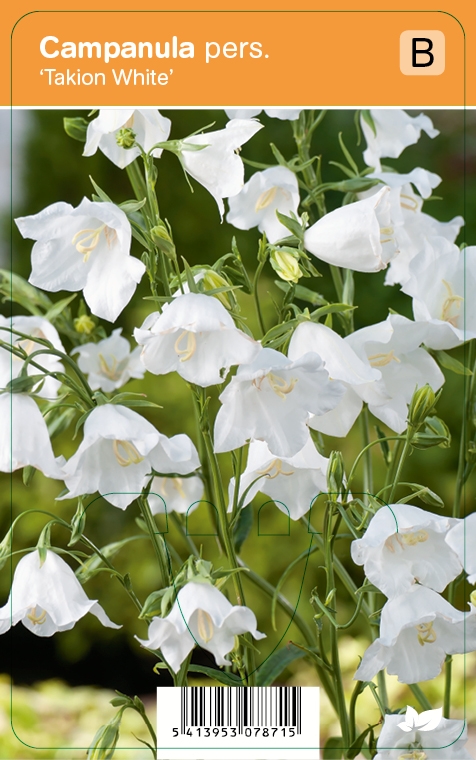 Vips Campanula persicifolia Takion White - Perzikbladig klokje ...