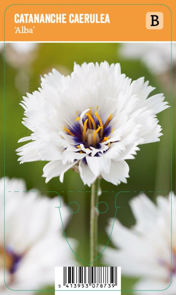 Vips Catananche caerulea Alba - witte strobloem - DeOosteindeOnline.nl