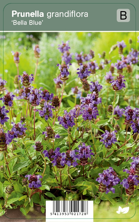 Vips Prunella grandiflora Bella Blue - Grote brunel - DeOosteindeOnline.nl